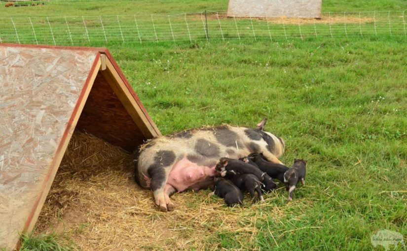 How to Build A-Frame Pig Shelters - Countryside